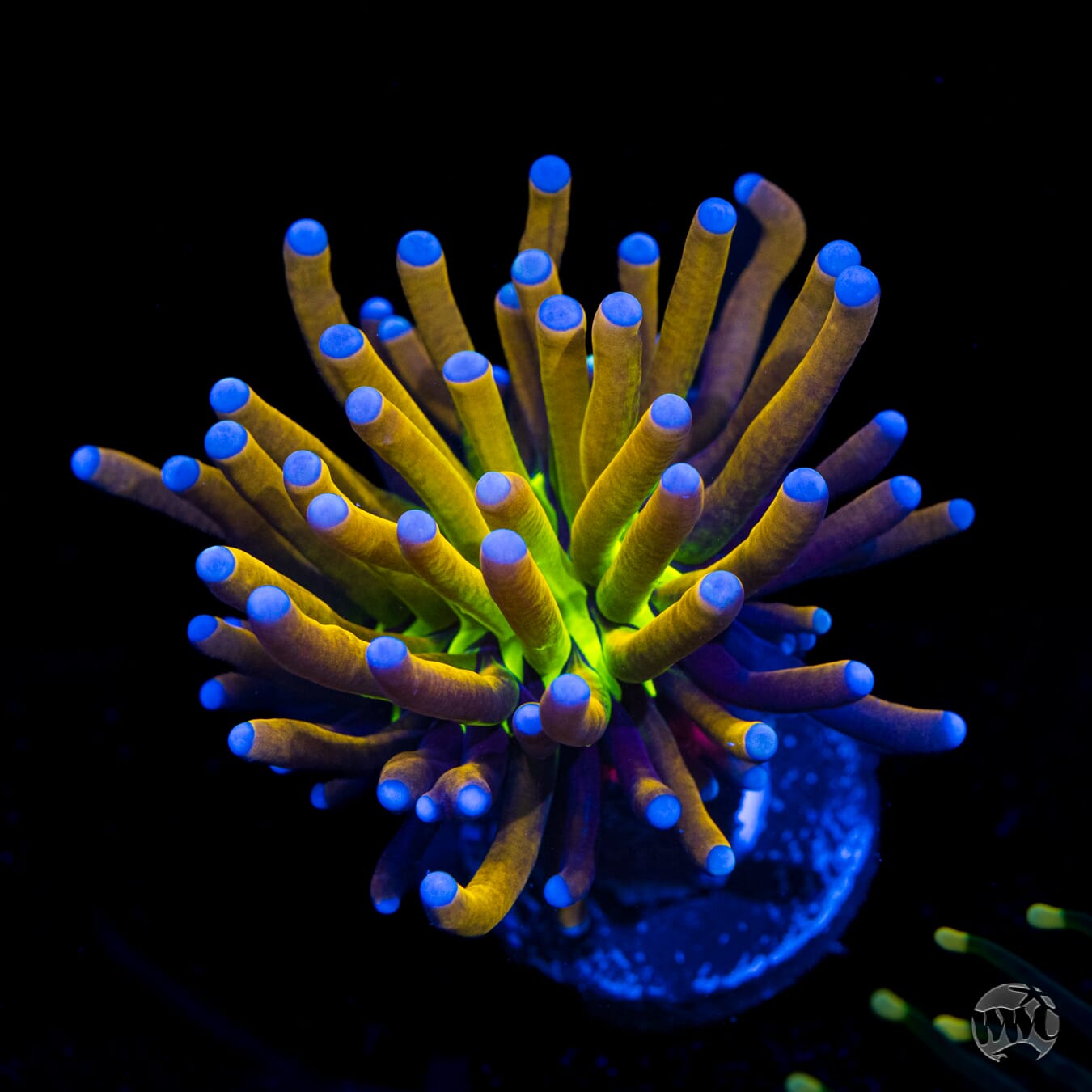 Whammin Watermelon Zoanthids