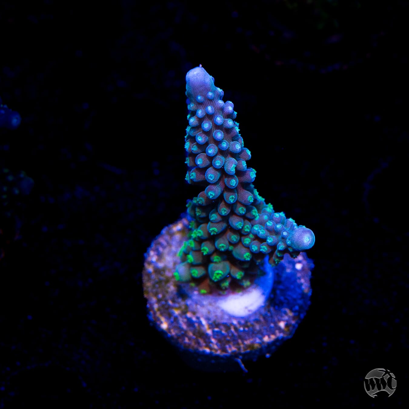 WWC Blue Lightning Stag Acropora