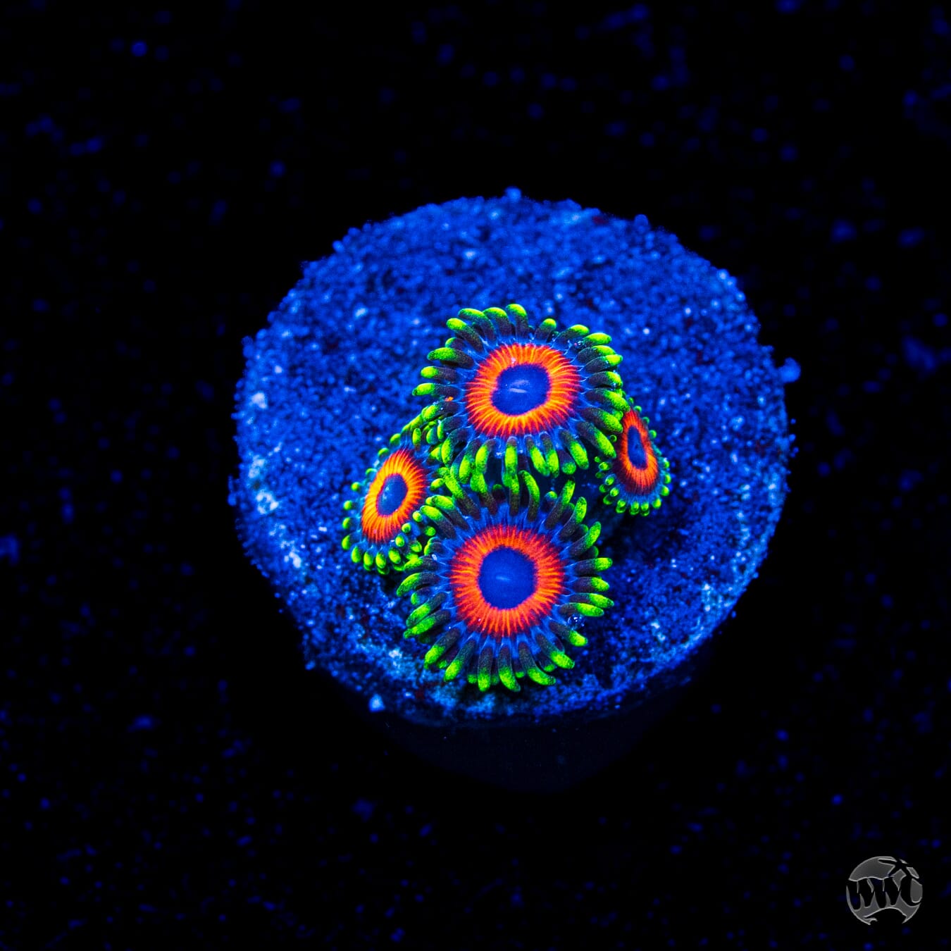 Whammin Watermelon Zoanthids