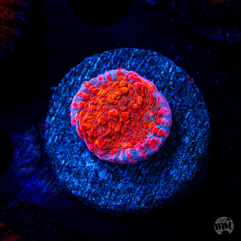 Large Polyp Stony or LPS Corals for Sale | World Wide Corals