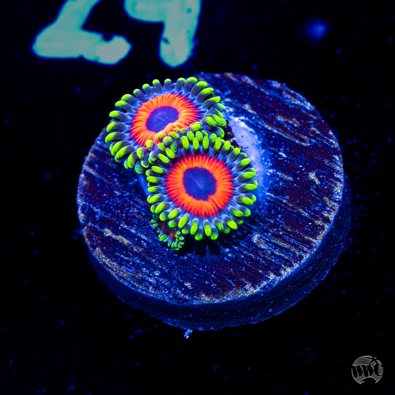 Whammin Watermelon Zoanthids