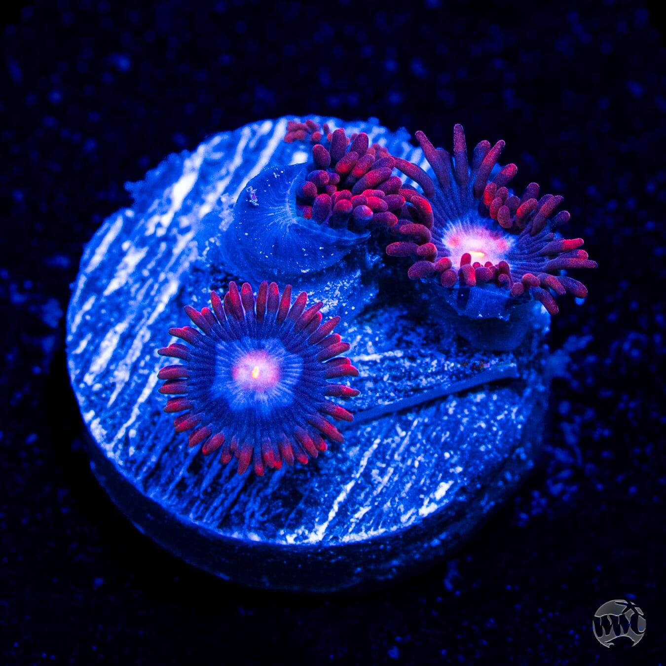 WWC Blue Steel Zoanthids