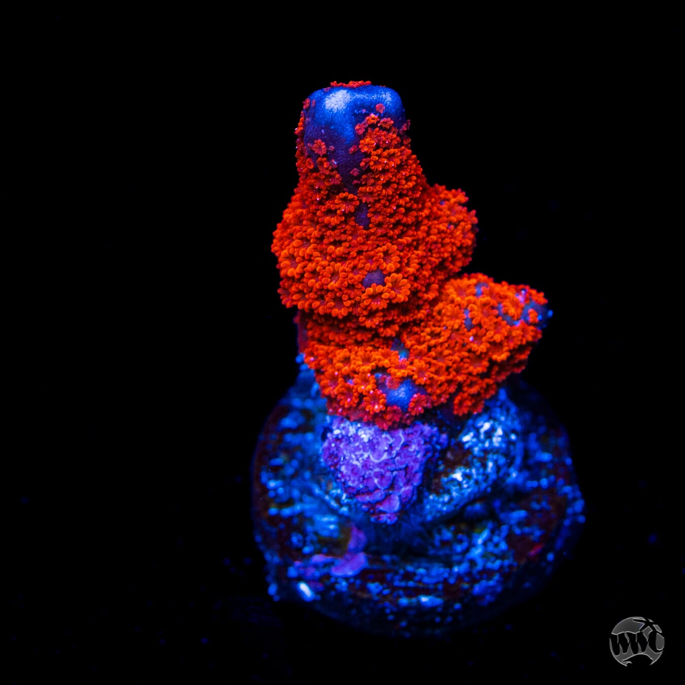 Forest Fire Digitata