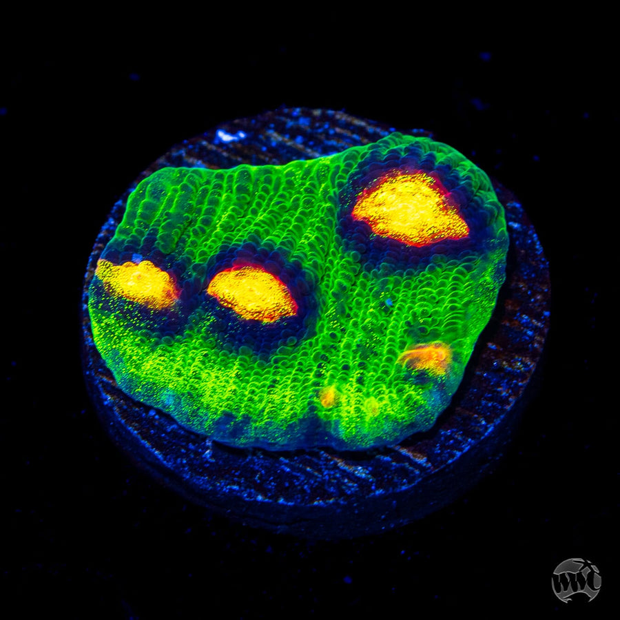 Jason Fox Raja Rampage Chalice Coral