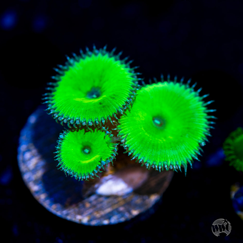 Zoanthids for sale - World Wide Corals