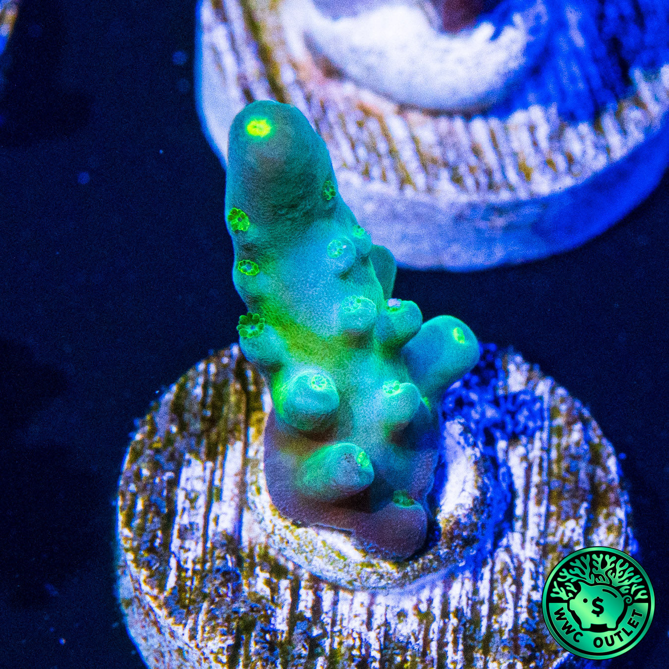 WWC Viper Sting Acropora - Outlet