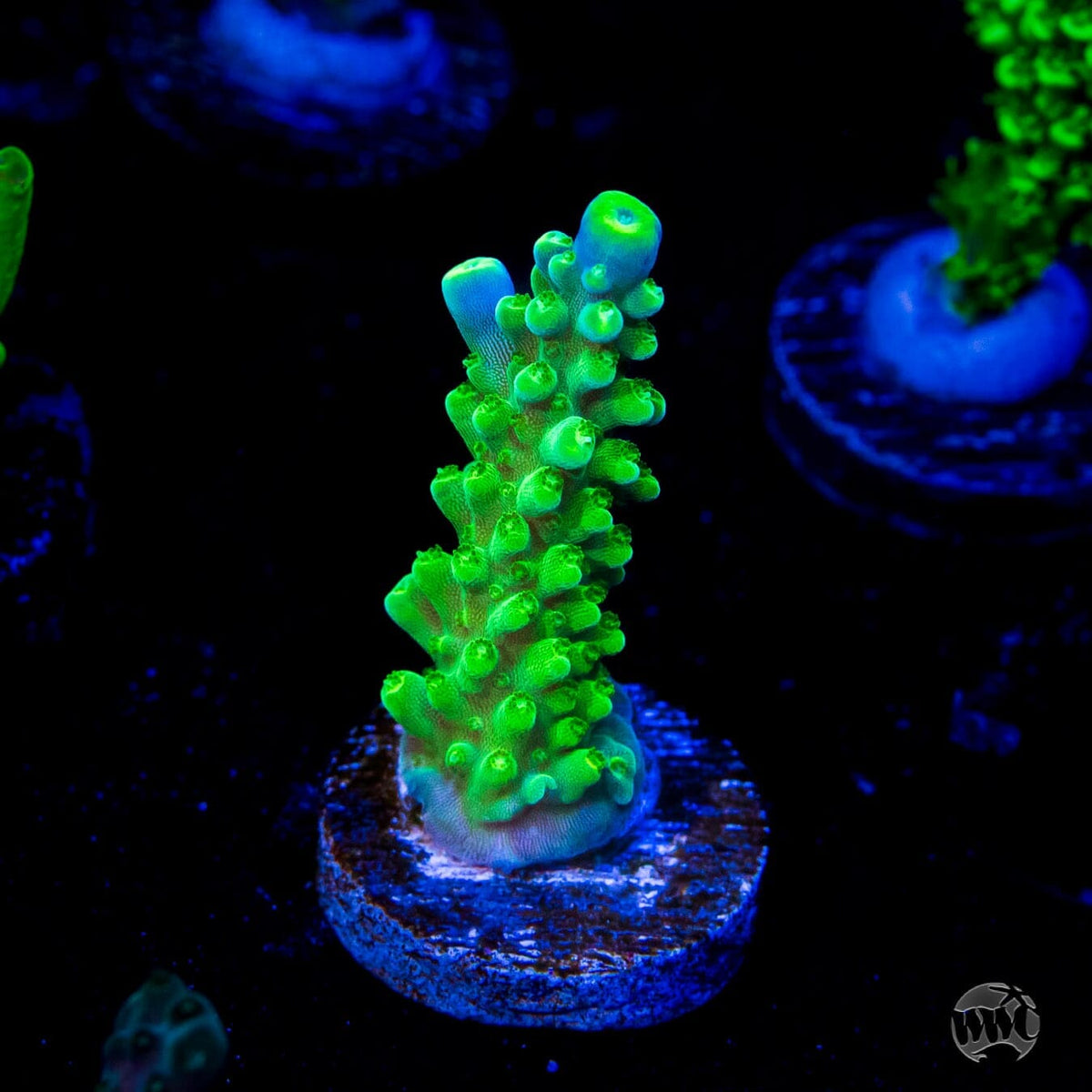 Acropora Coral for Sale - World Wide Corals