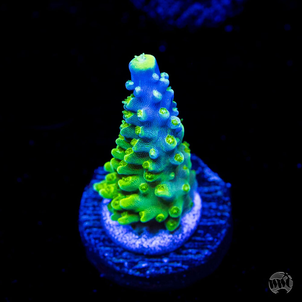Paletta Tricolor Acropora