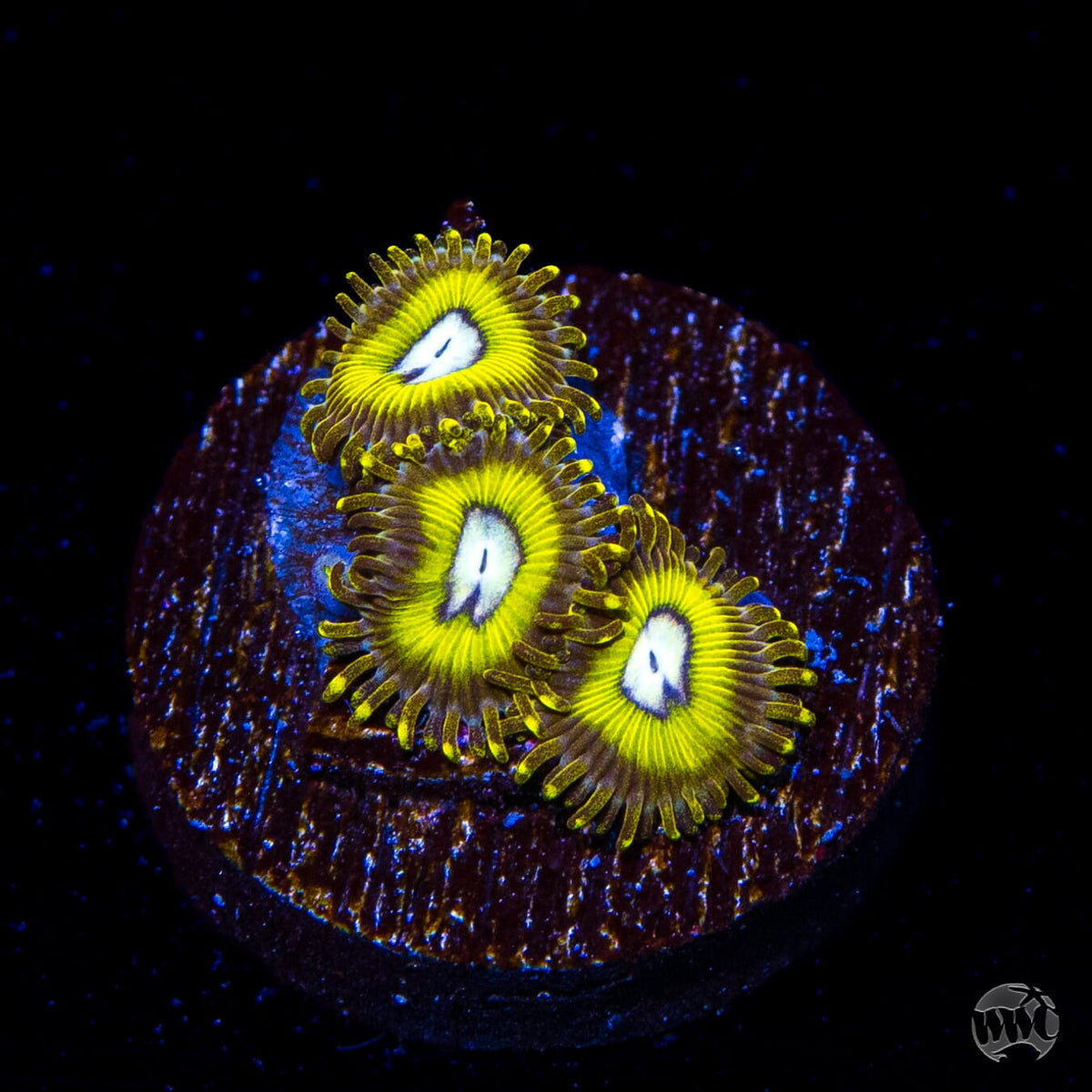 Pikachu Zoanthids