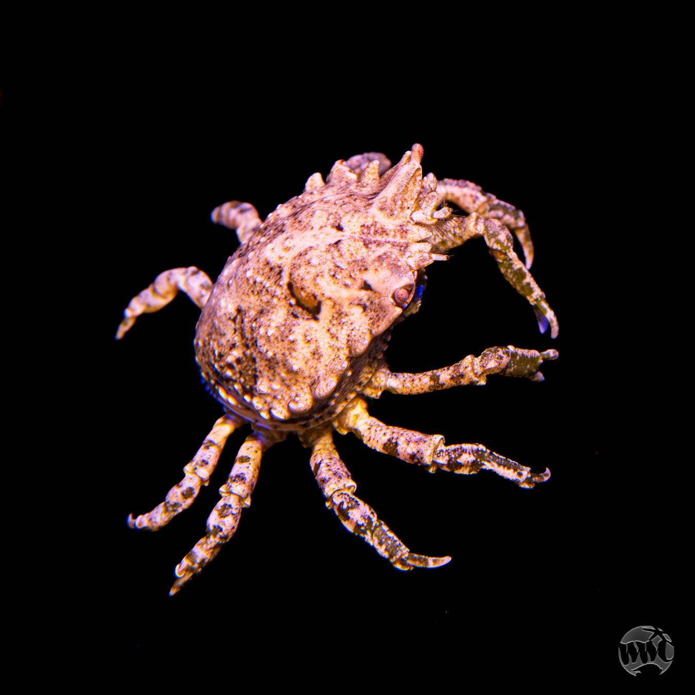 Pitho Crab