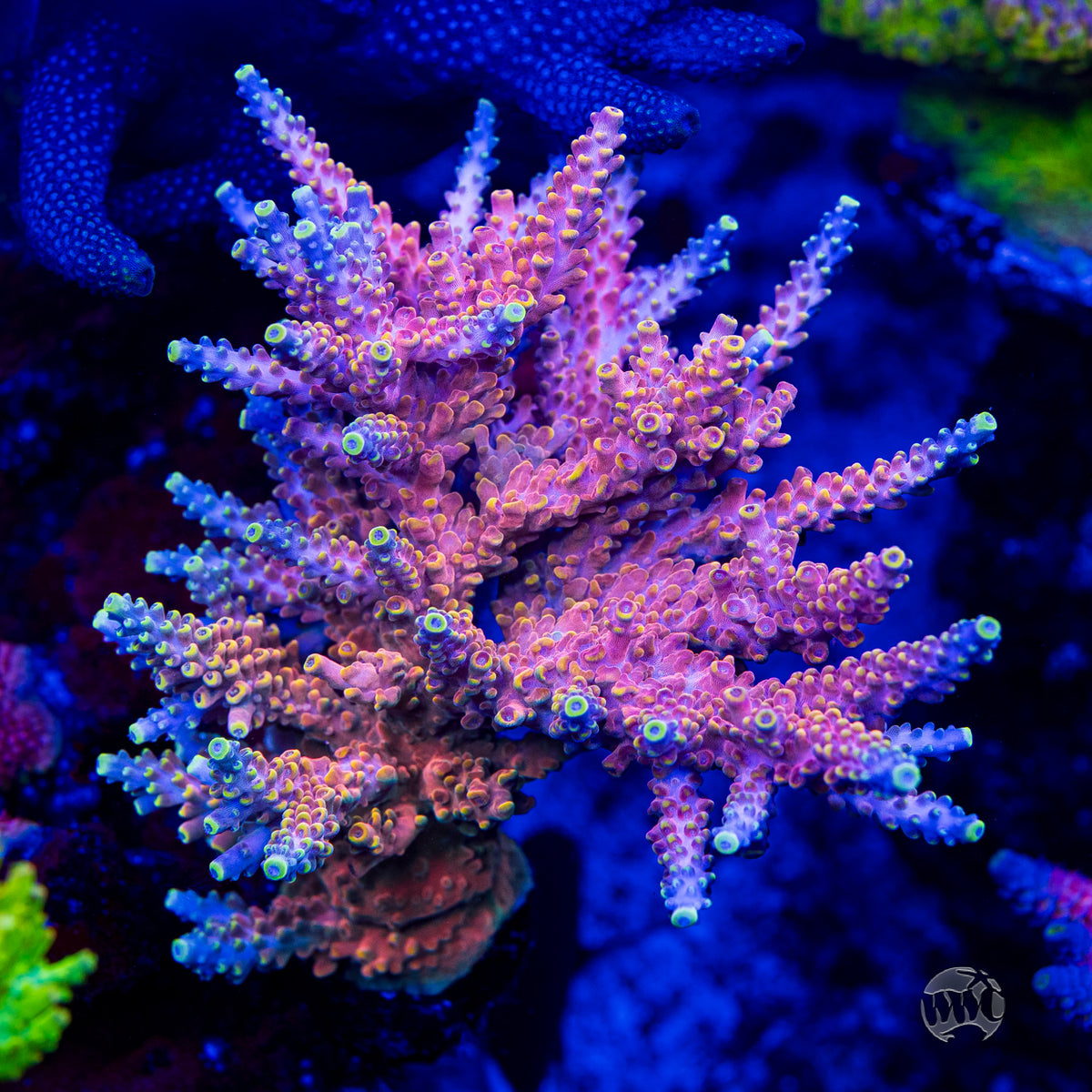 Acropora Coral for Sale - World Wide Corals