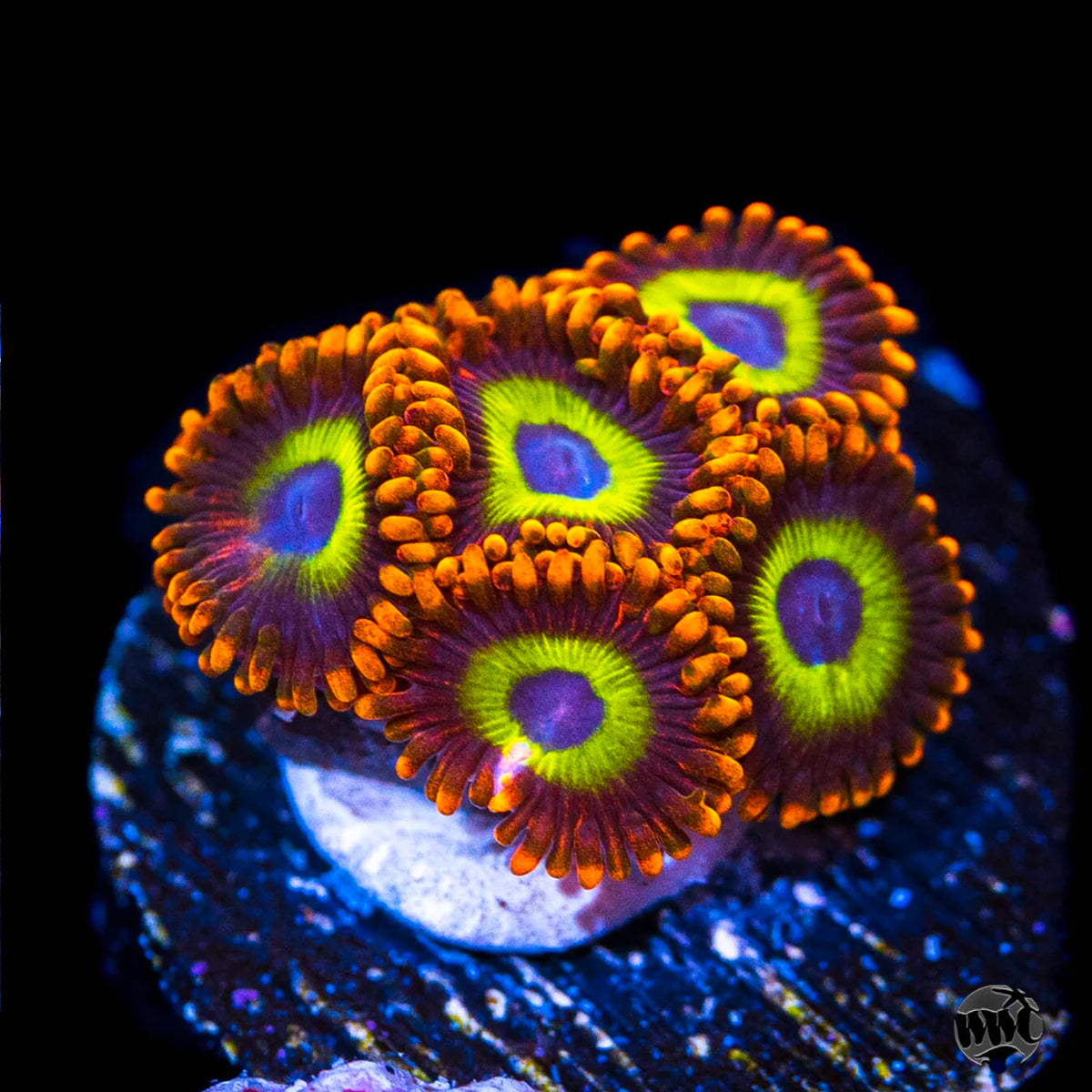 Beginner Corals for Sale | World Wide Corals