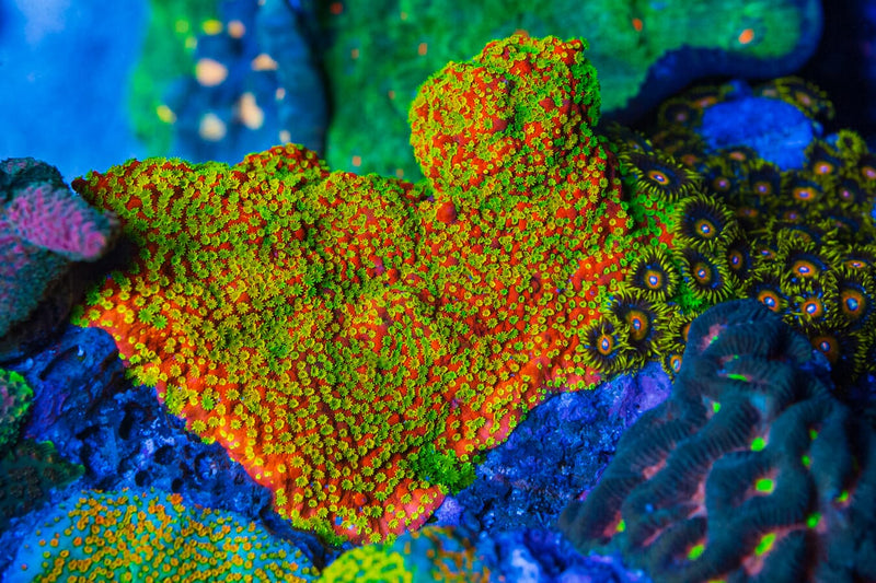 Montipora Corals For Sale - World Wide Corals