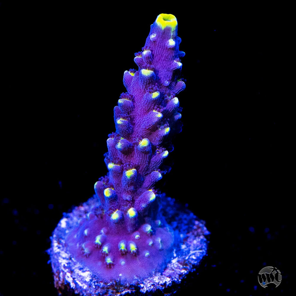 Acropora Coral for Sale - World Wide Corals