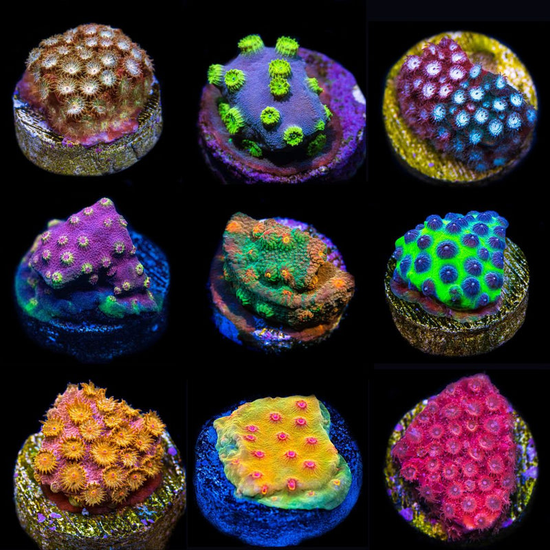Coral Frag Packs | World Wide Corals