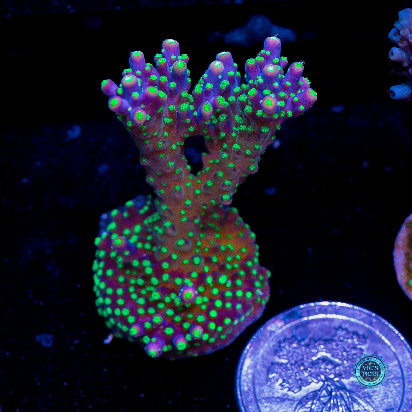 Buy Corals, Supplies, Fish and Inverts for your Reef Tank.