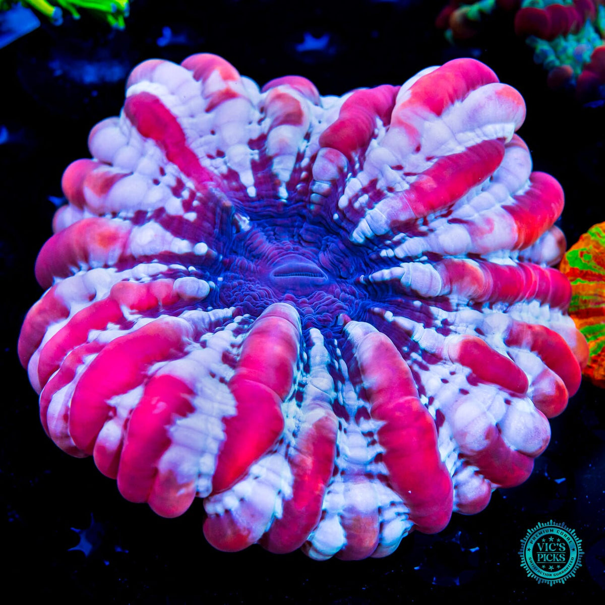 Vic's Picks: High End Corals for Sale | World Wide Corals