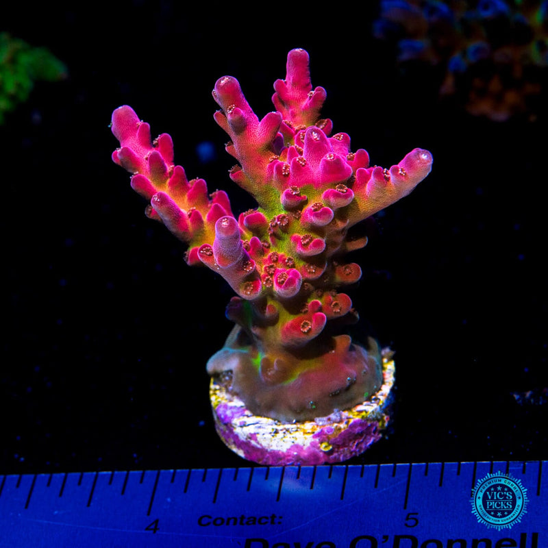 Vic's Picks: High End Corals for Sale | World Wide Corals