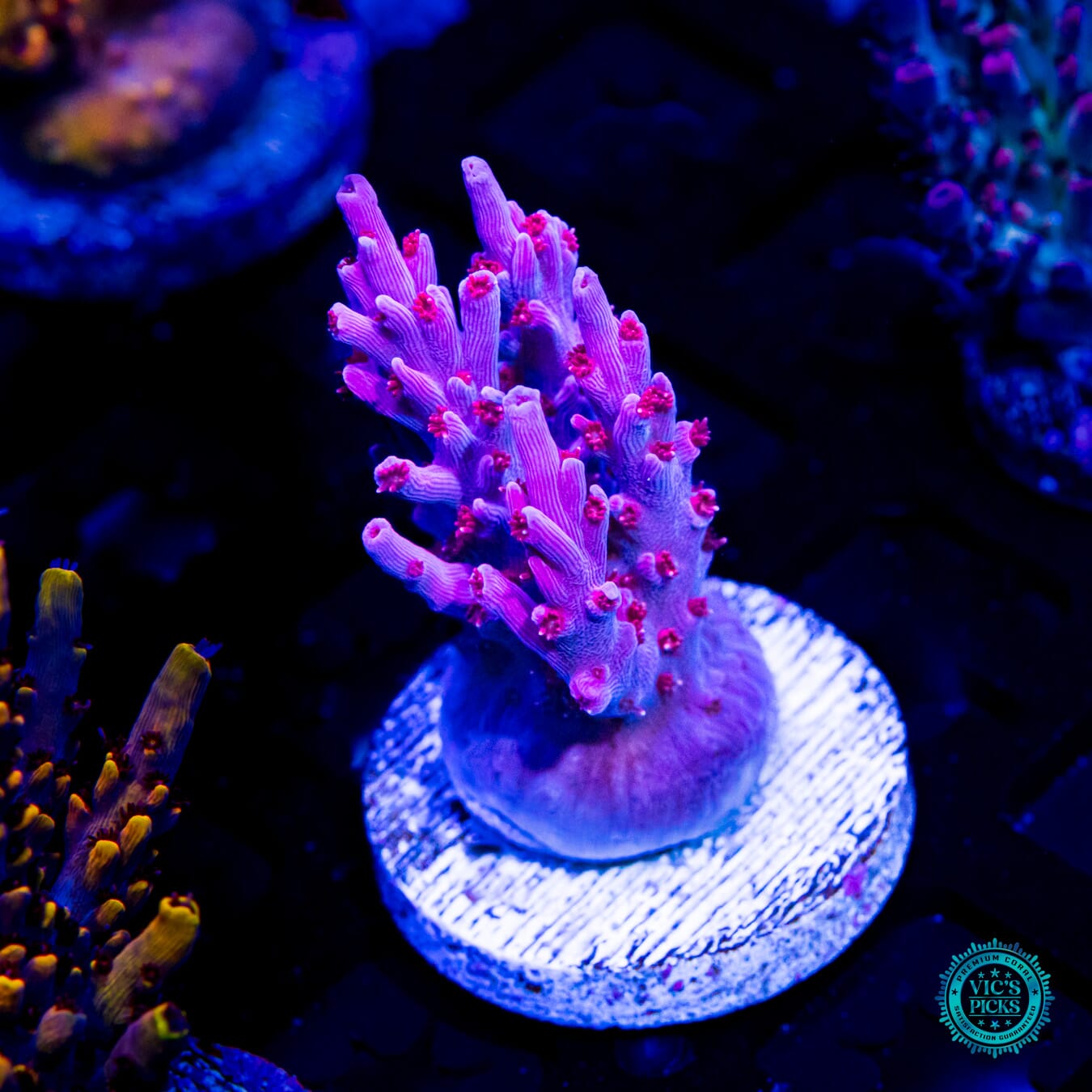 Vic's Picks: High End Corals for Sale | World Wide Corals