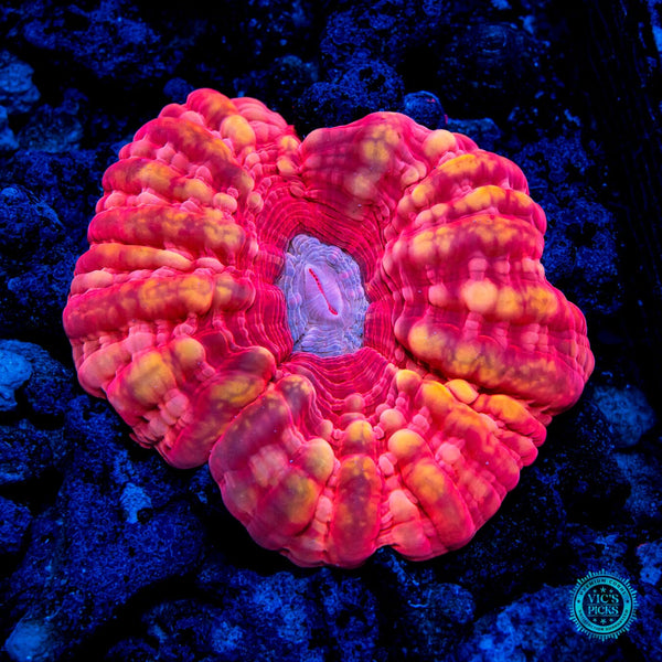Vic's Picks: High End Corals for Sale | World Wide Corals