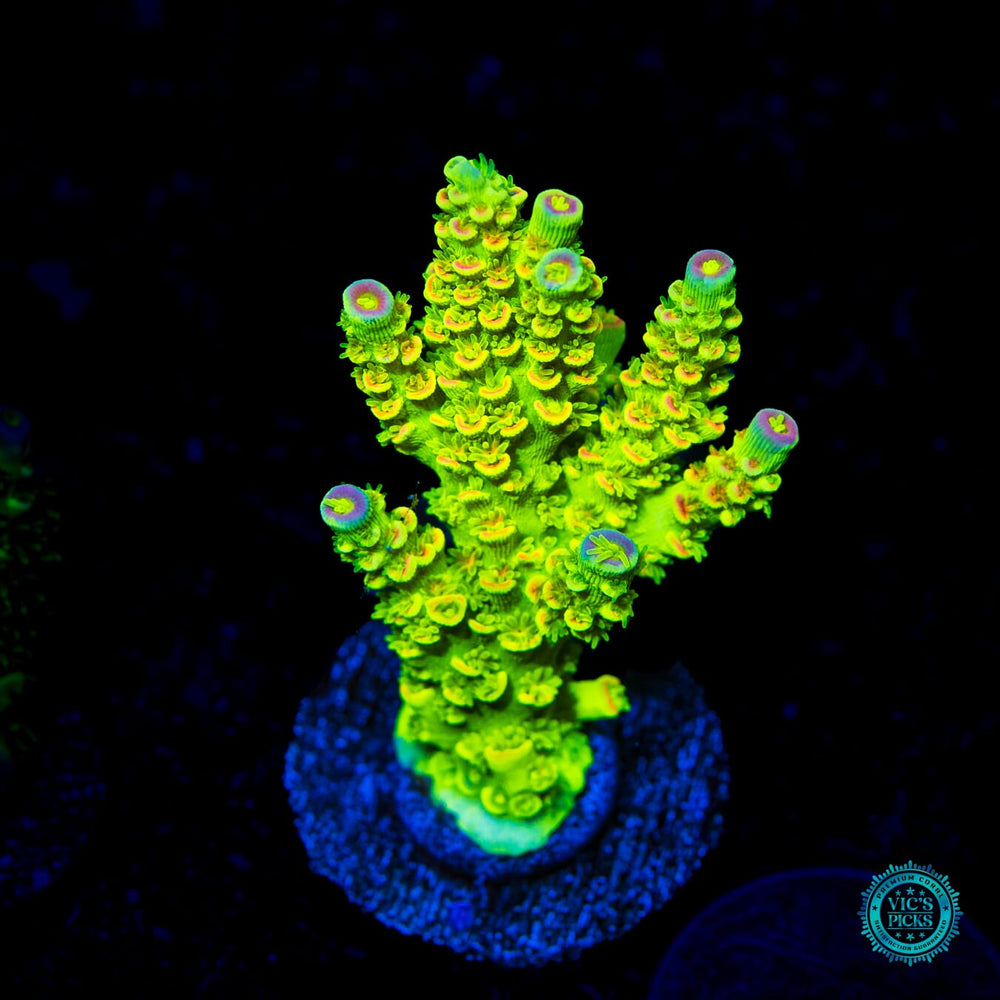 Acropora Coral for Sale - World Wide Corals