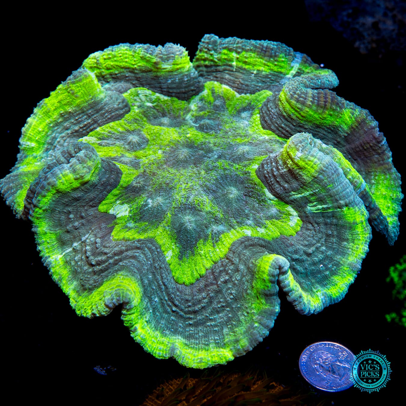 Vic's Picks: High End Corals for Sale | World Wide Corals