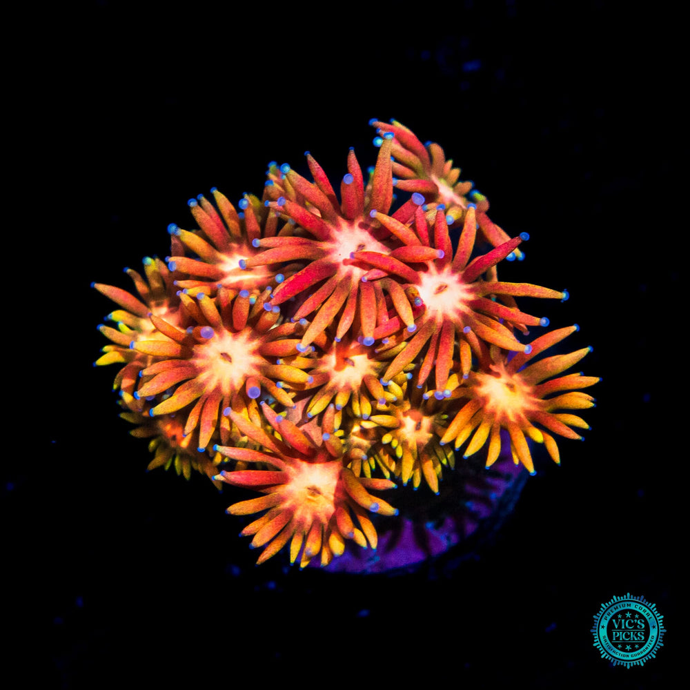 Vic's Picks: High End Corals for Sale | World Wide Corals
