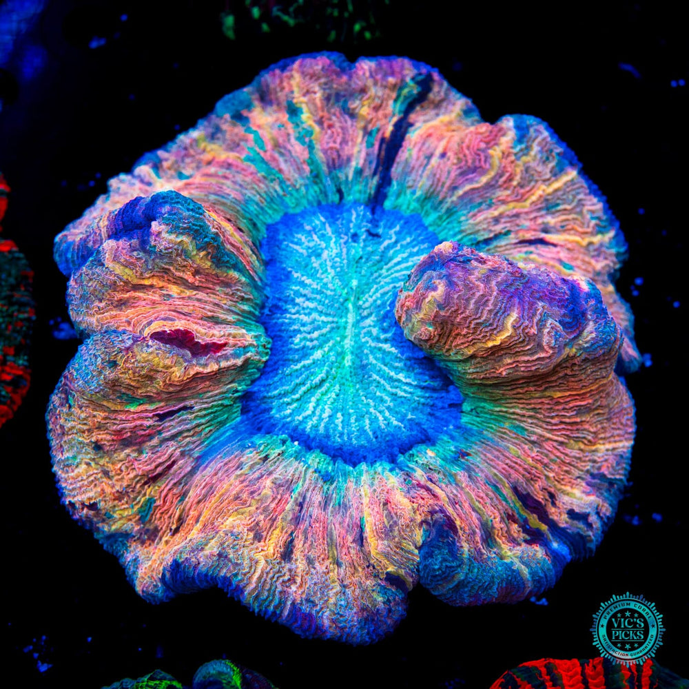 Vic's Picks: High End Corals for Sale | World Wide Corals