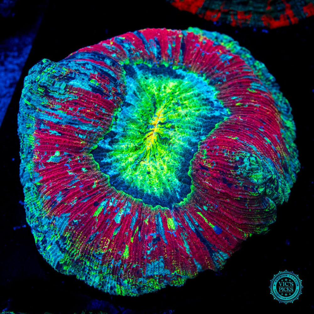 Vic's Picks: High End Corals for Sale | World Wide Corals
