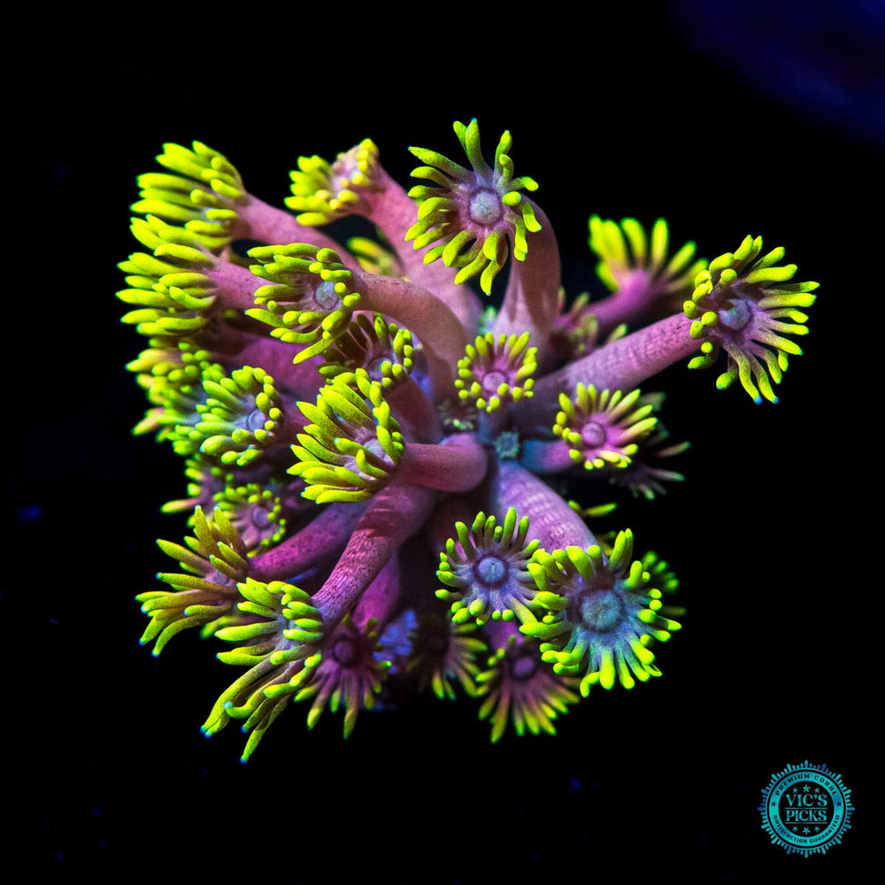 Vic's Picks: High End Corals for Sale | World Wide Corals