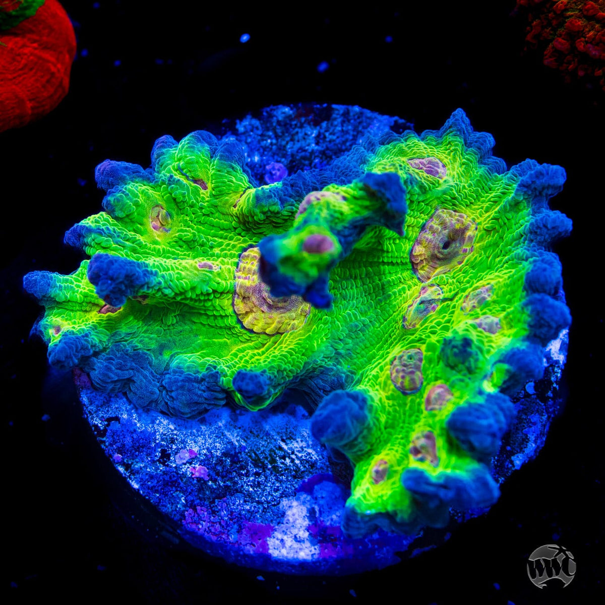 Vic's Picks: High End Corals for Sale | World Wide Corals