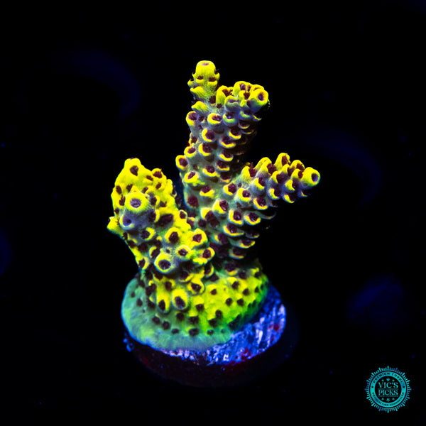 Vic's Picks: High End Corals for Sale | World Wide Corals