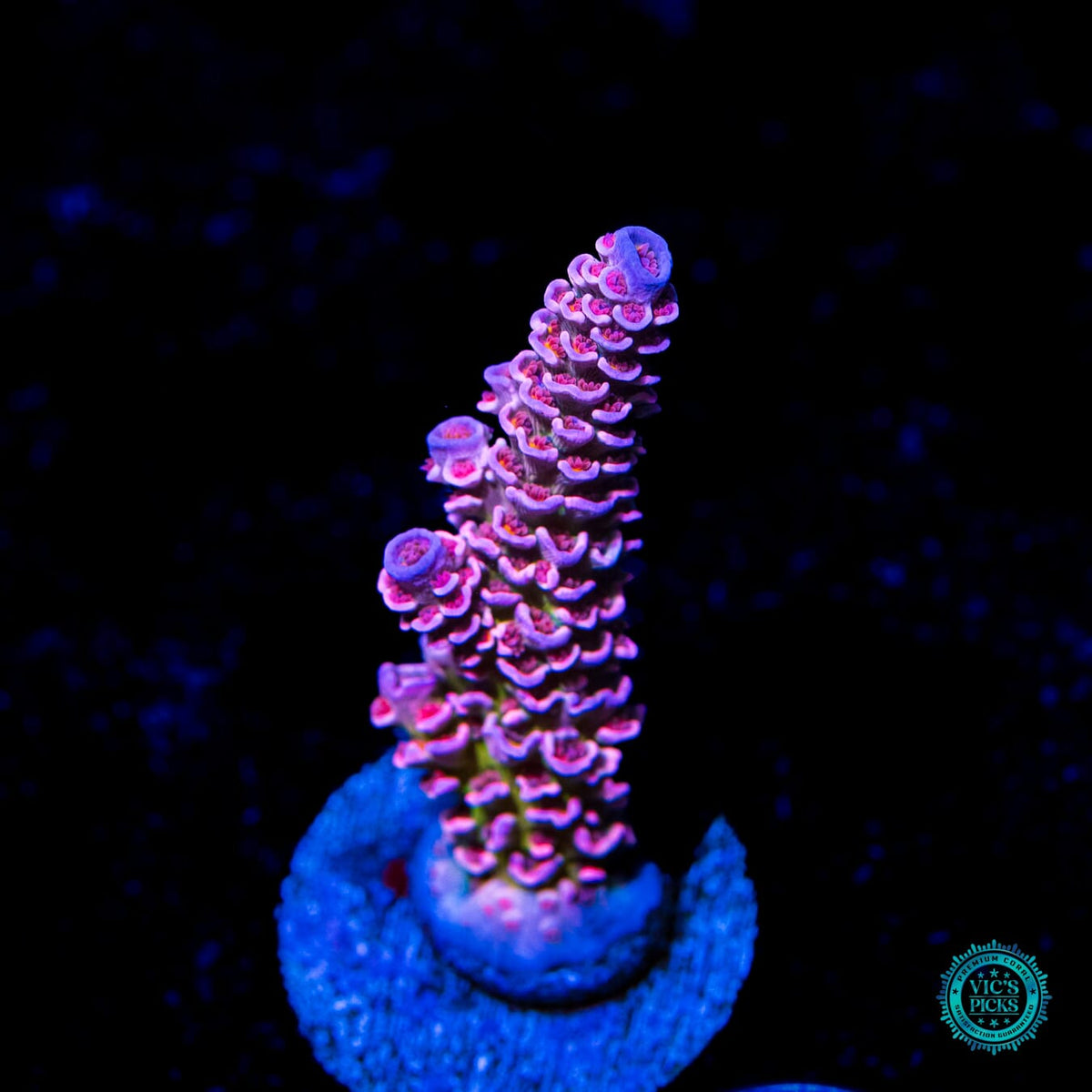Small Polyp Stony or SPS Corals for Sale | World Wide Corals