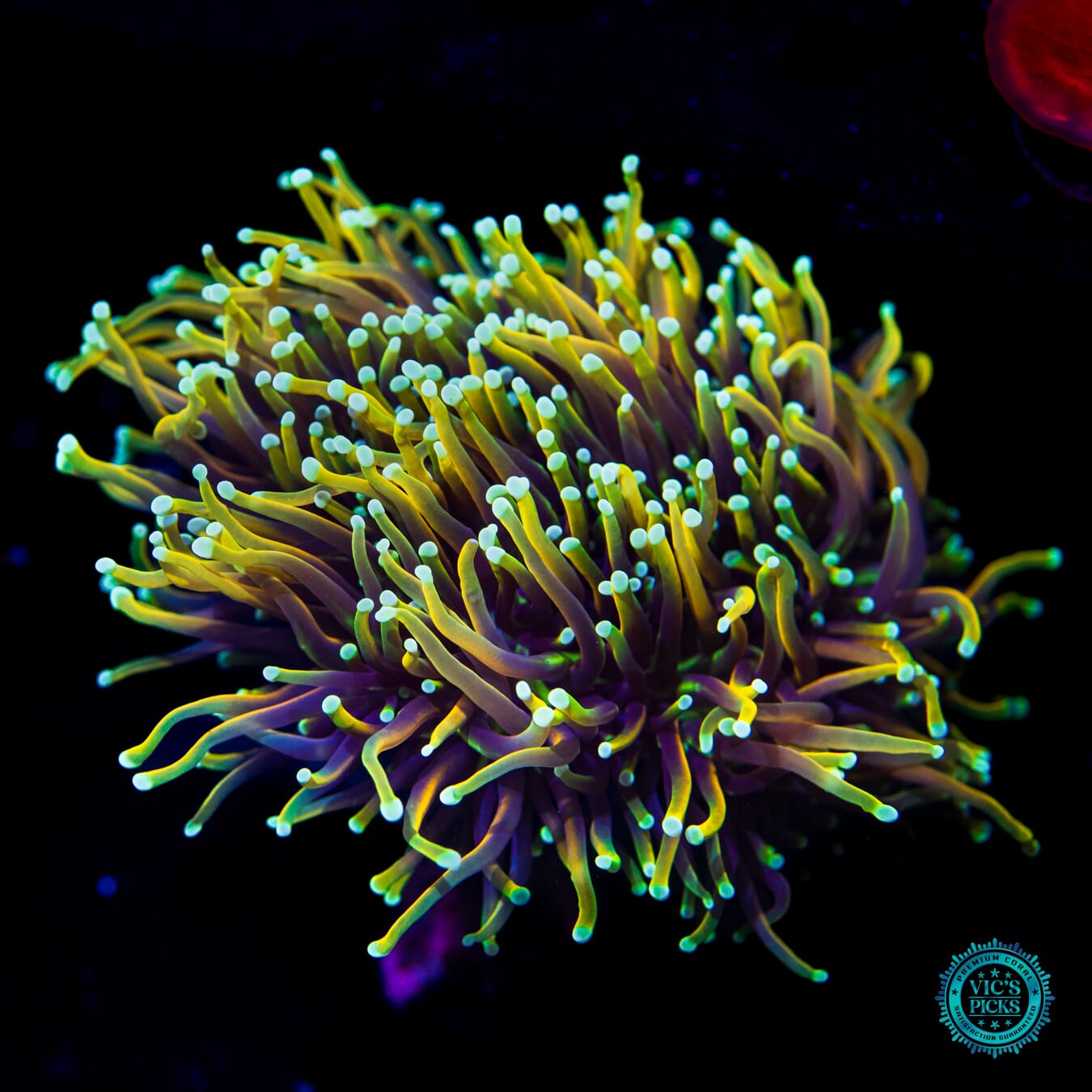 Vic's Picks: High End Corals for Sale | World Wide Corals