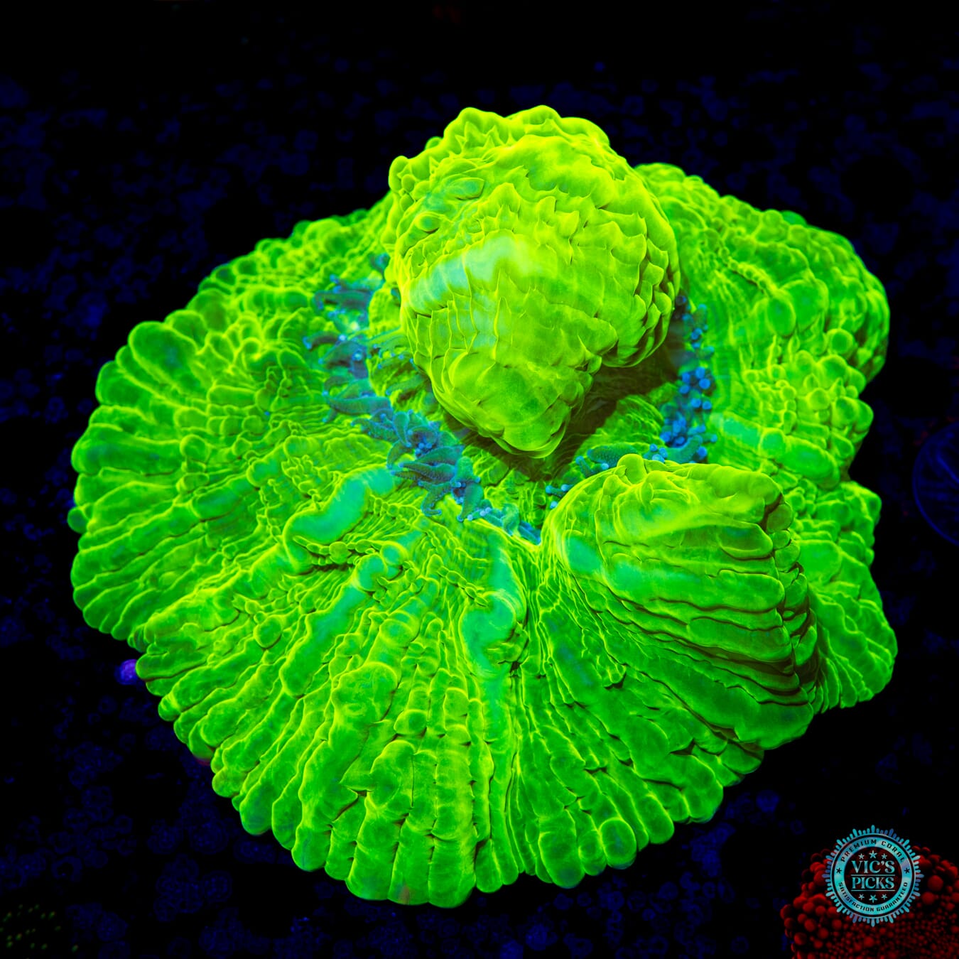 Homegrown Kryptonite Bomb Indophyllia