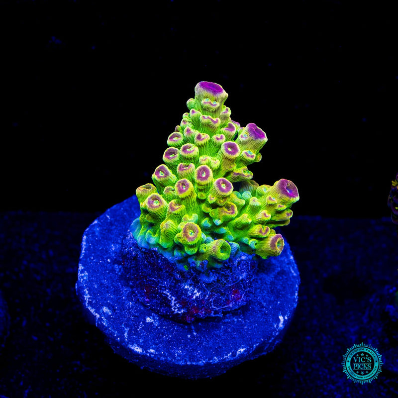 Acropora Coral for Sale - World Wide Corals
