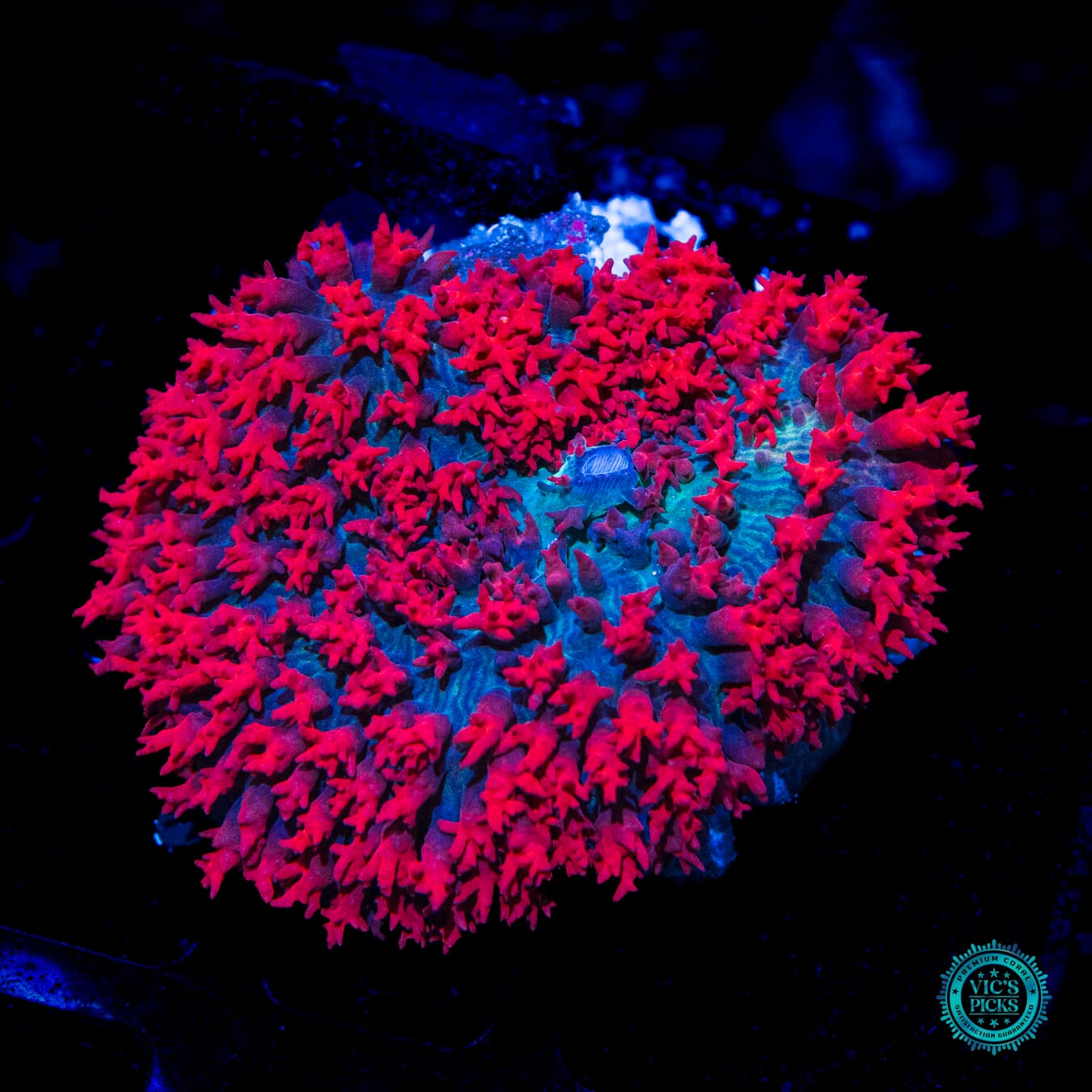 Vic's Picks: High End Corals for Sale | World Wide Corals