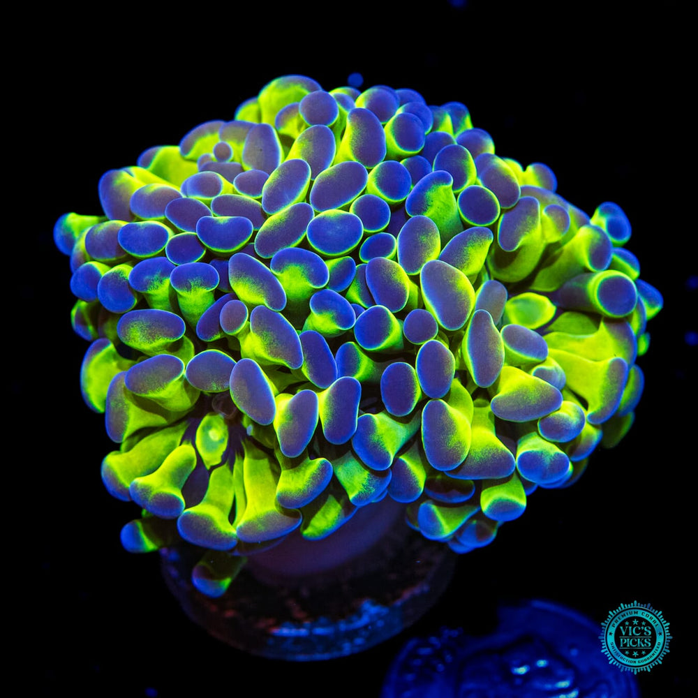 Hammer, Frogspawn, Torch