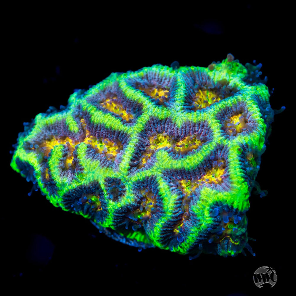 Large Polyp Stony or LPS Corals for Sale | World Wide Corals