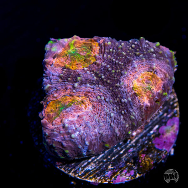 Large Polyp Stony or LPS Corals for Sale | World Wide Corals