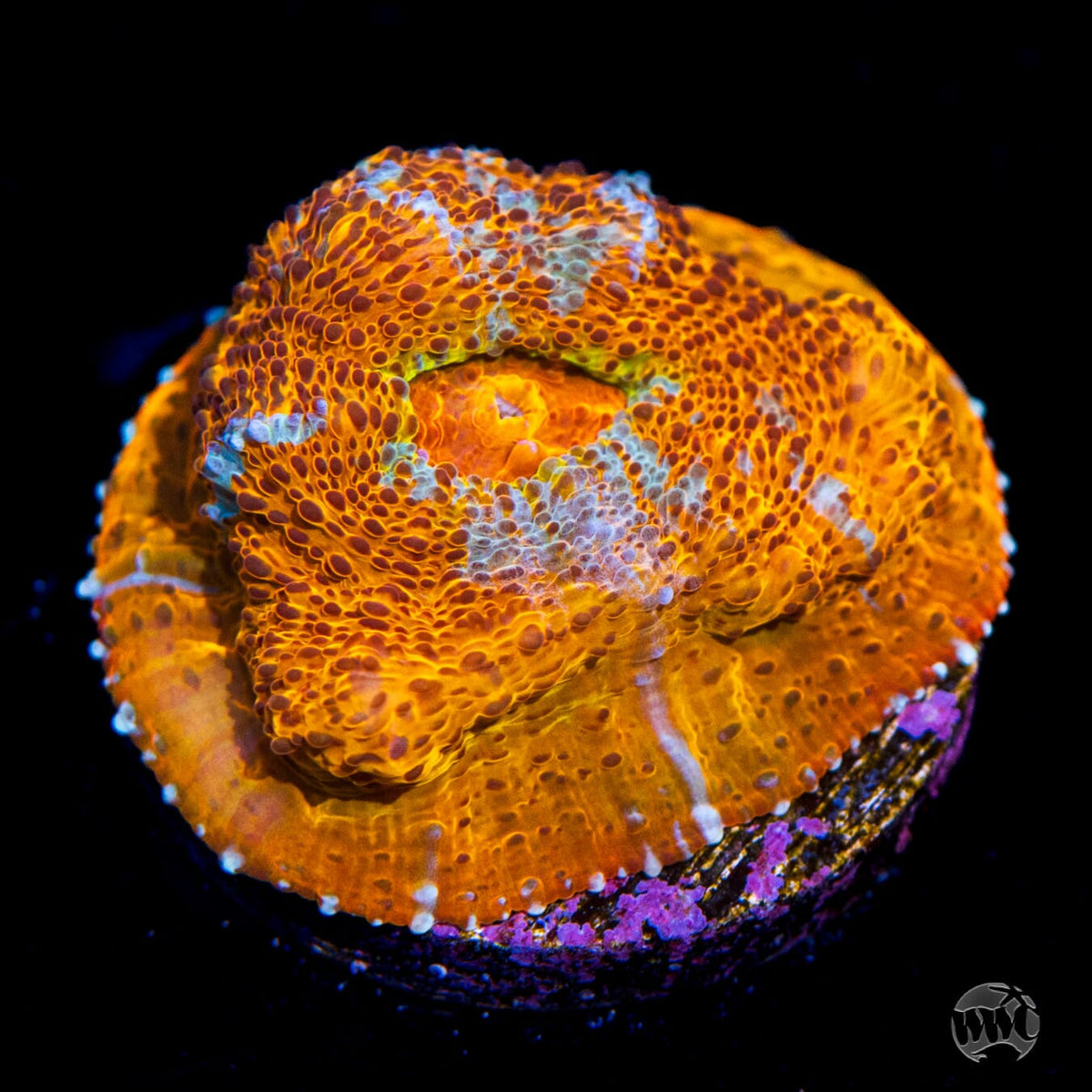 WYSIWYG Coral for Sale | World Wide Corals