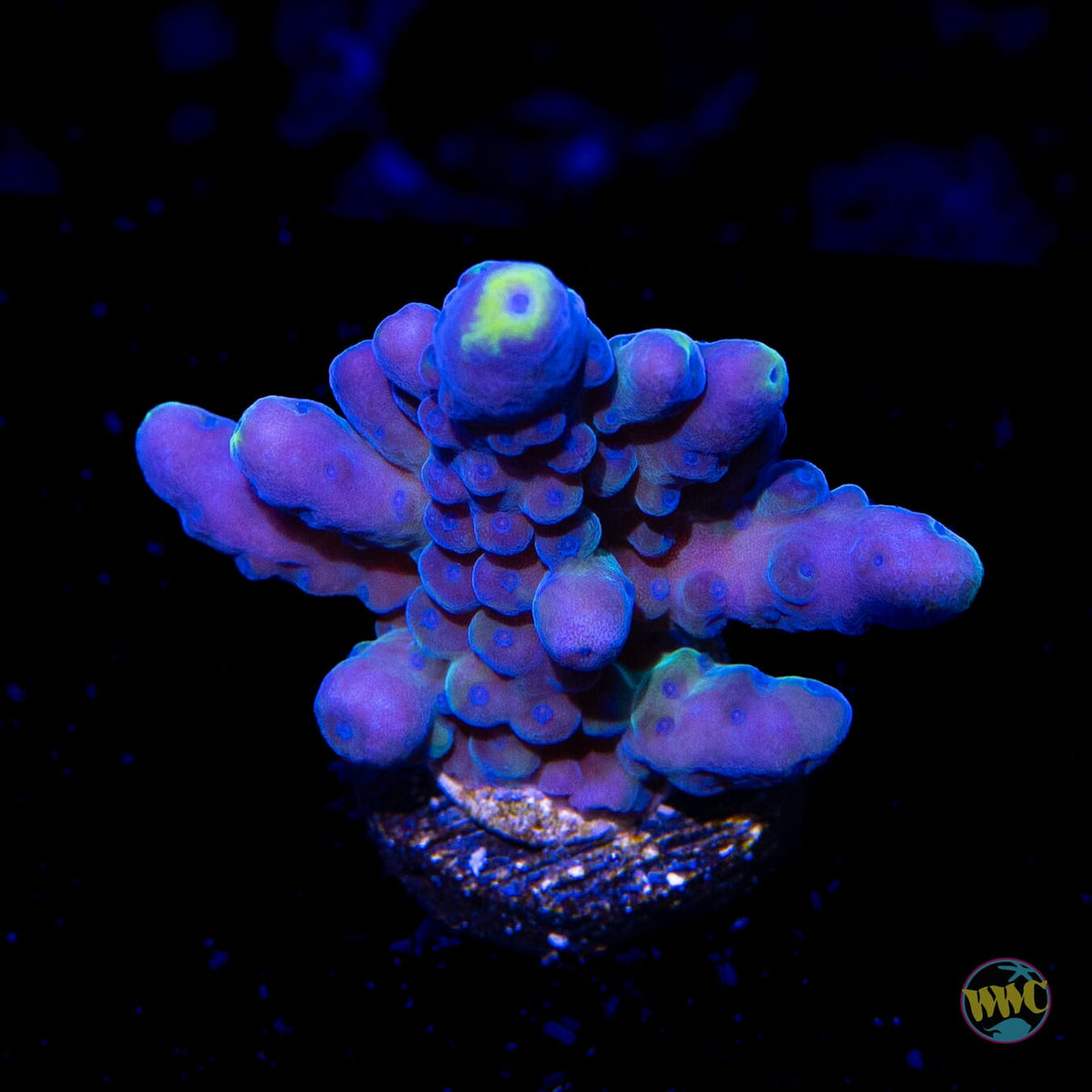 Small Polyp Stony or SPS Corals for Sale | World Wide Corals