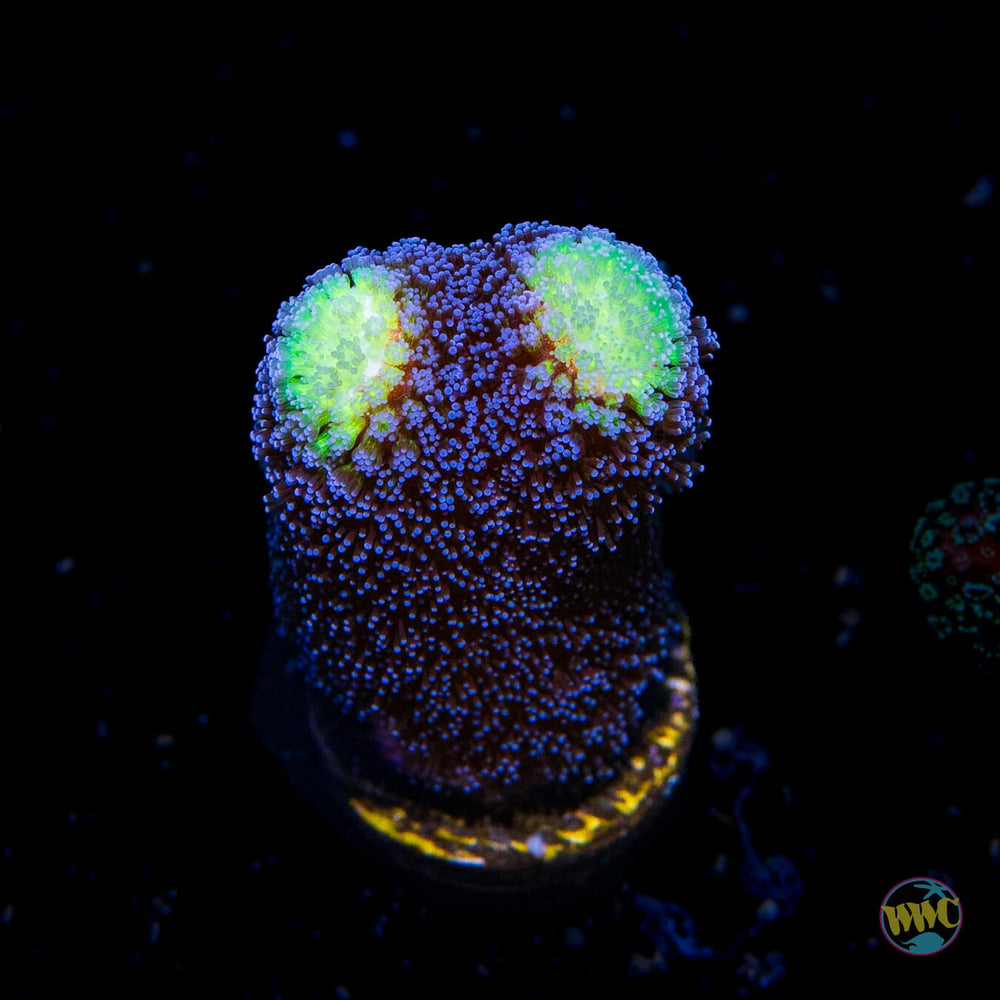 Small Polyp Stony or SPS Corals for Sale | World Wide Corals