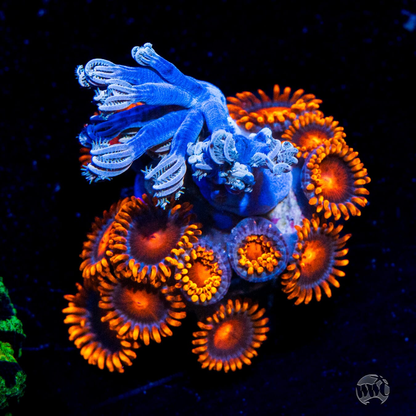 Zoanthids for sale - World Wide Corals