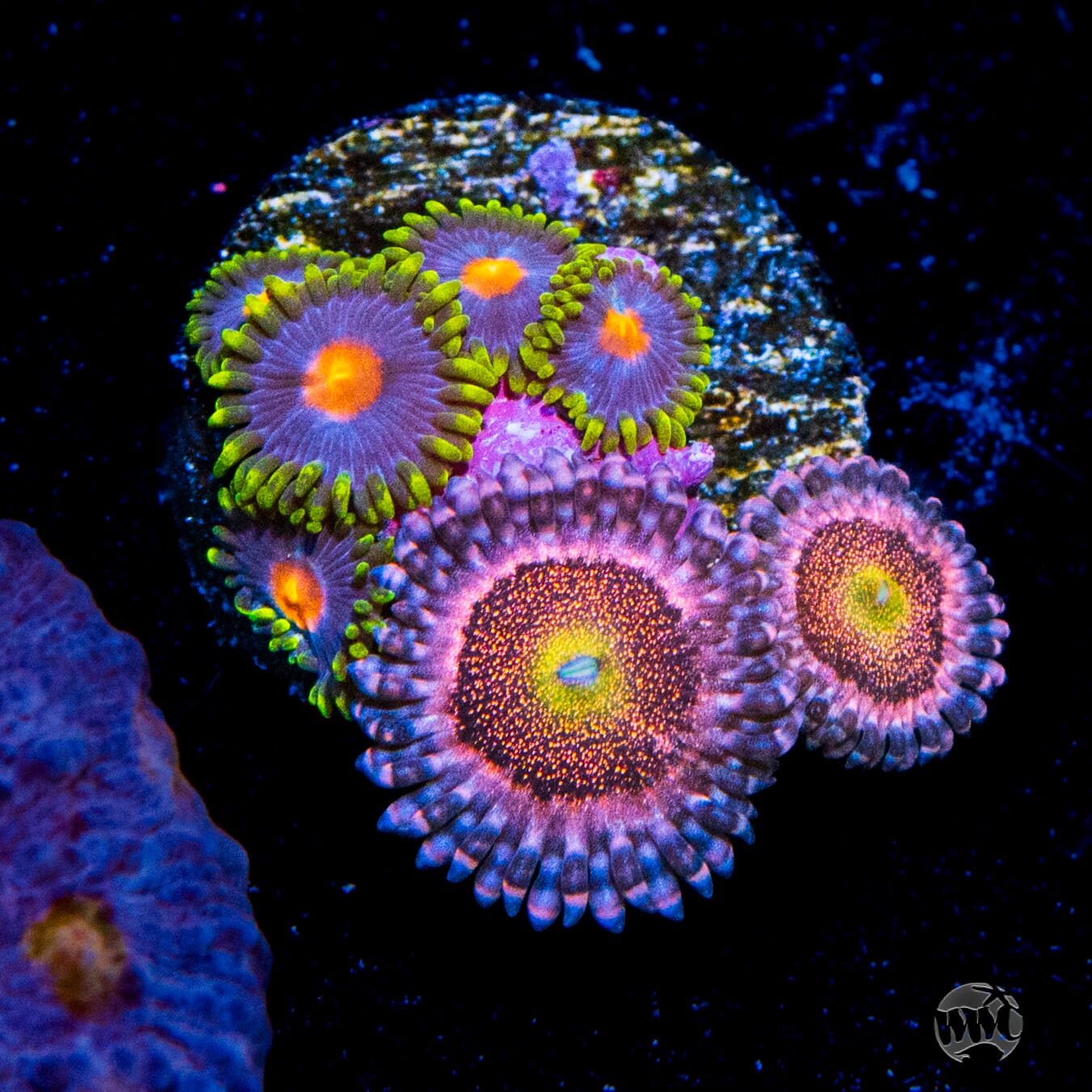 Zoanthids for sale - World Wide Corals