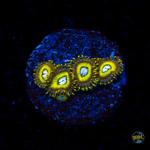 Zoanthids for sale - World Wide Corals