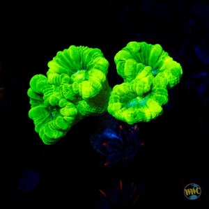 Candy Cane Coral | World Wide Corals