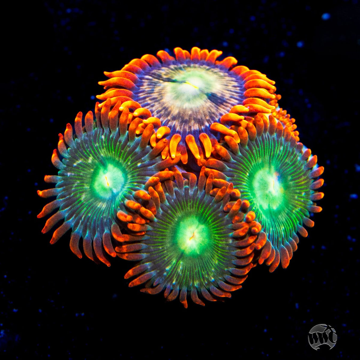 Zoanthids for sale - World Wide Corals