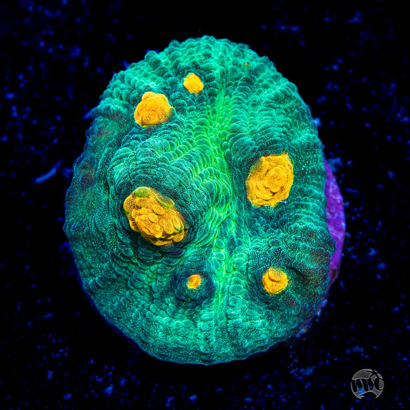 Buy Corals, Supplies, Fish and Inverts for your Reef Tank.