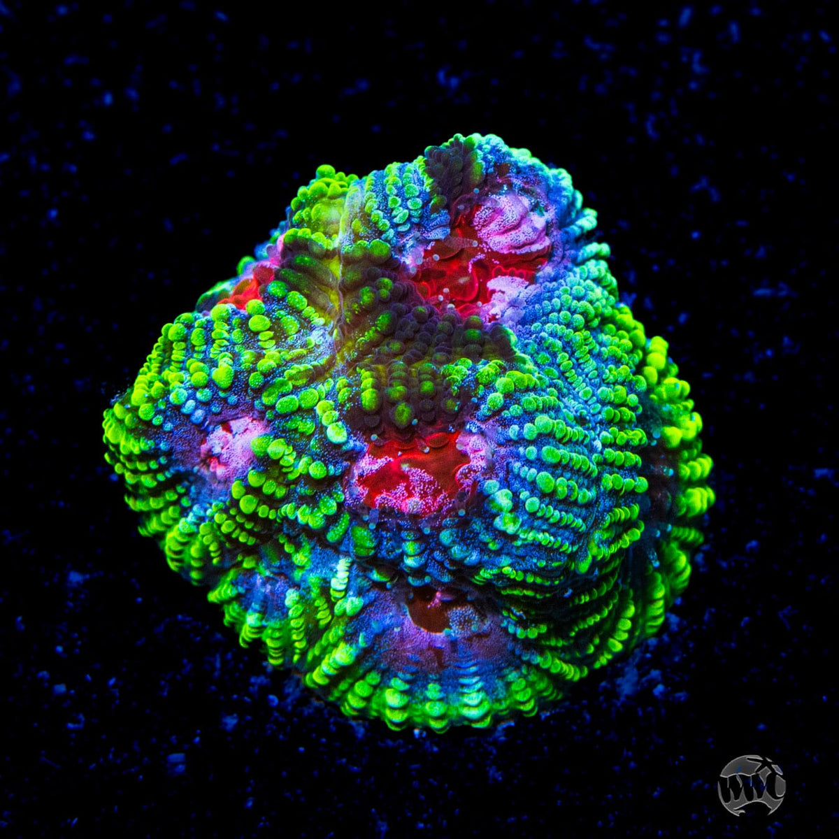 WYSIWYG Coral for Sale | World Wide Corals